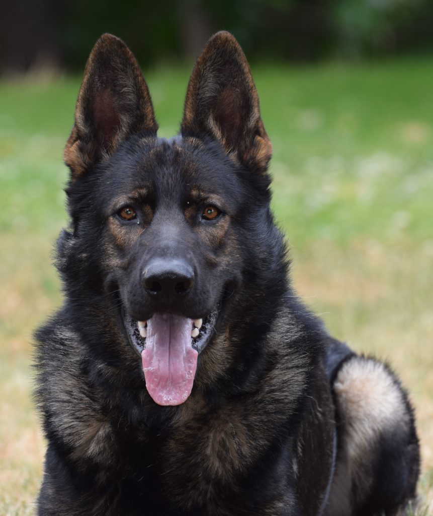 DDR/GERMAN SHEPHERD PUPPIES AVAILABLE | JustK9s