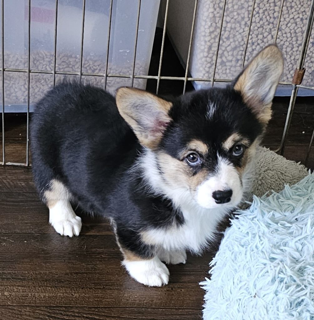 Corgi puppies AVAILABLE | JustK9s