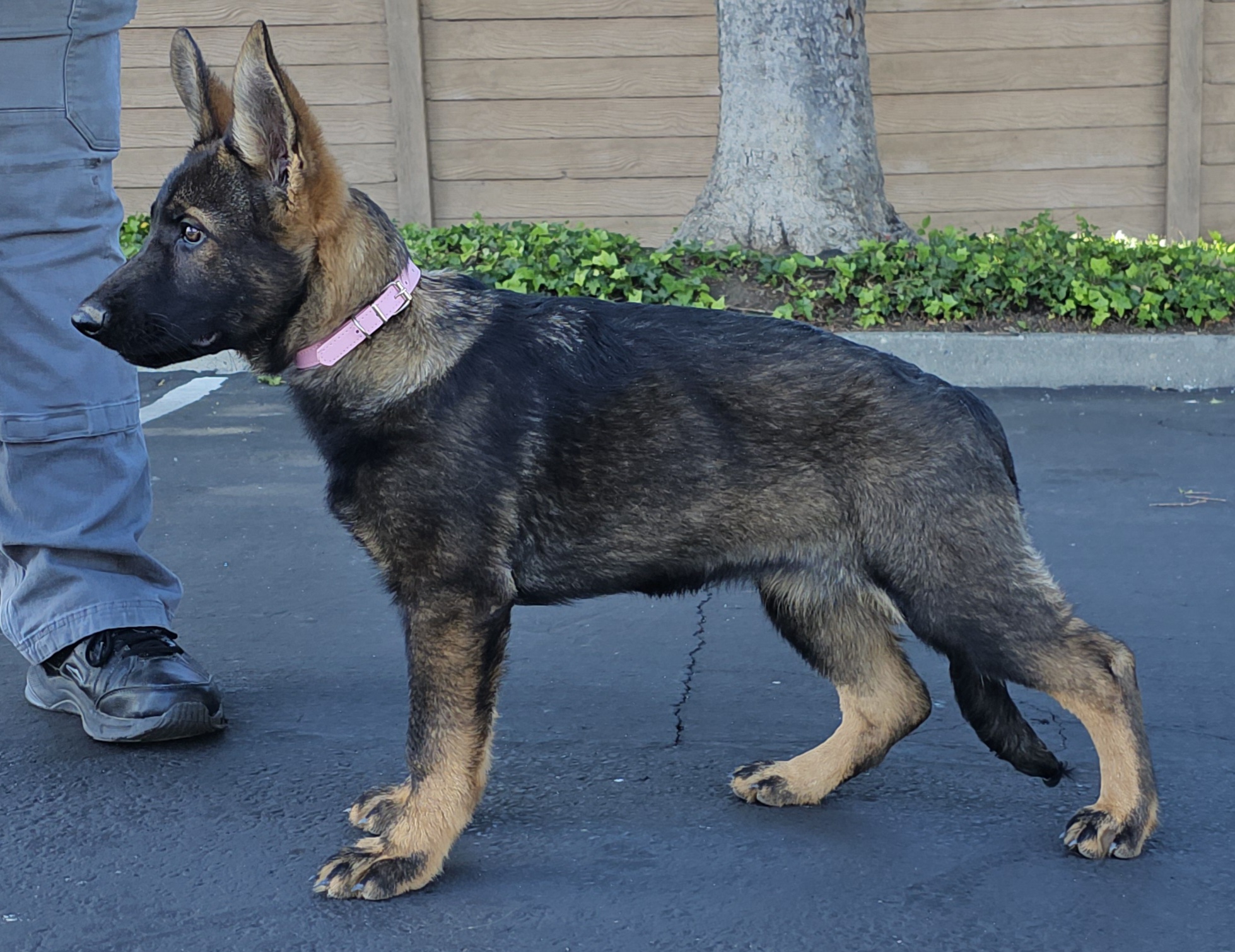 DDR/GERMAN SHEPHERD PUPPIES AVAILABLE NOW | JustK9s