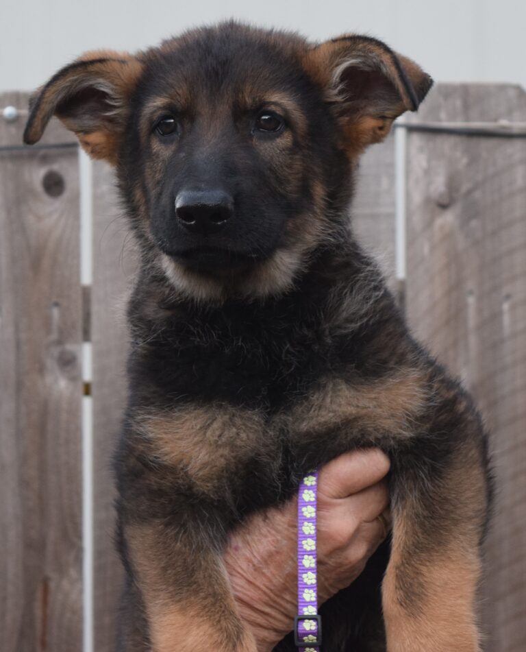 DDR/GERMAN SHEPHERD PUPPIES AVAILABLE NOW | JustK9s