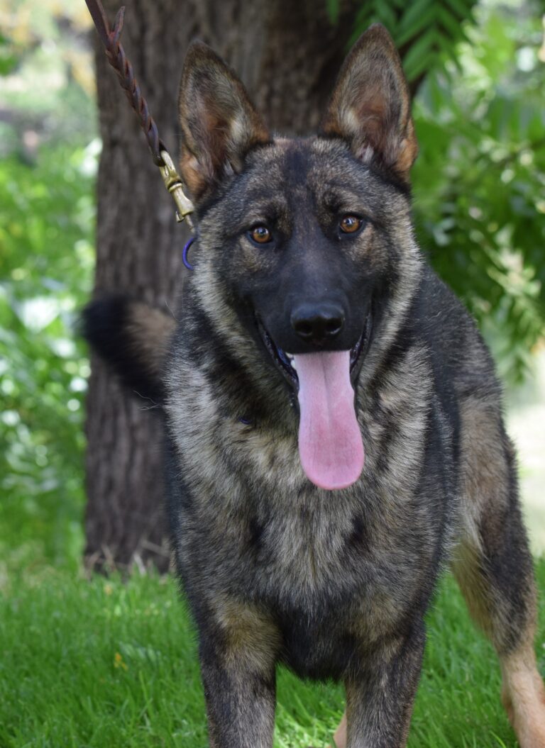 DDR/GERMAN SHEPHERD PUPPIES AVAILABLE | JustK9s