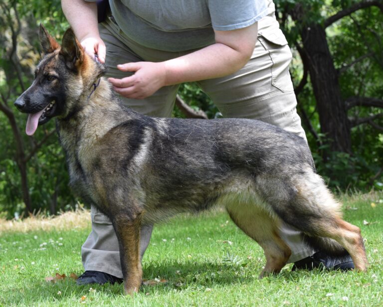 DDR/GERMAN SHEPHERD PUPPIES AVAILABLE | JustK9s