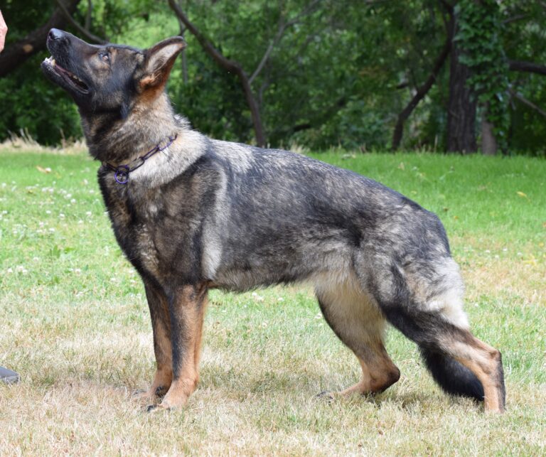 DDR/GERMAN SHEPHERD PUPPIES AVAILABLE | JustK9s