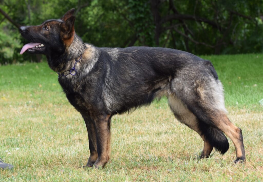DDR/GERMAN SHEPHERD PUPPIES AVAILABLE | JustK9s