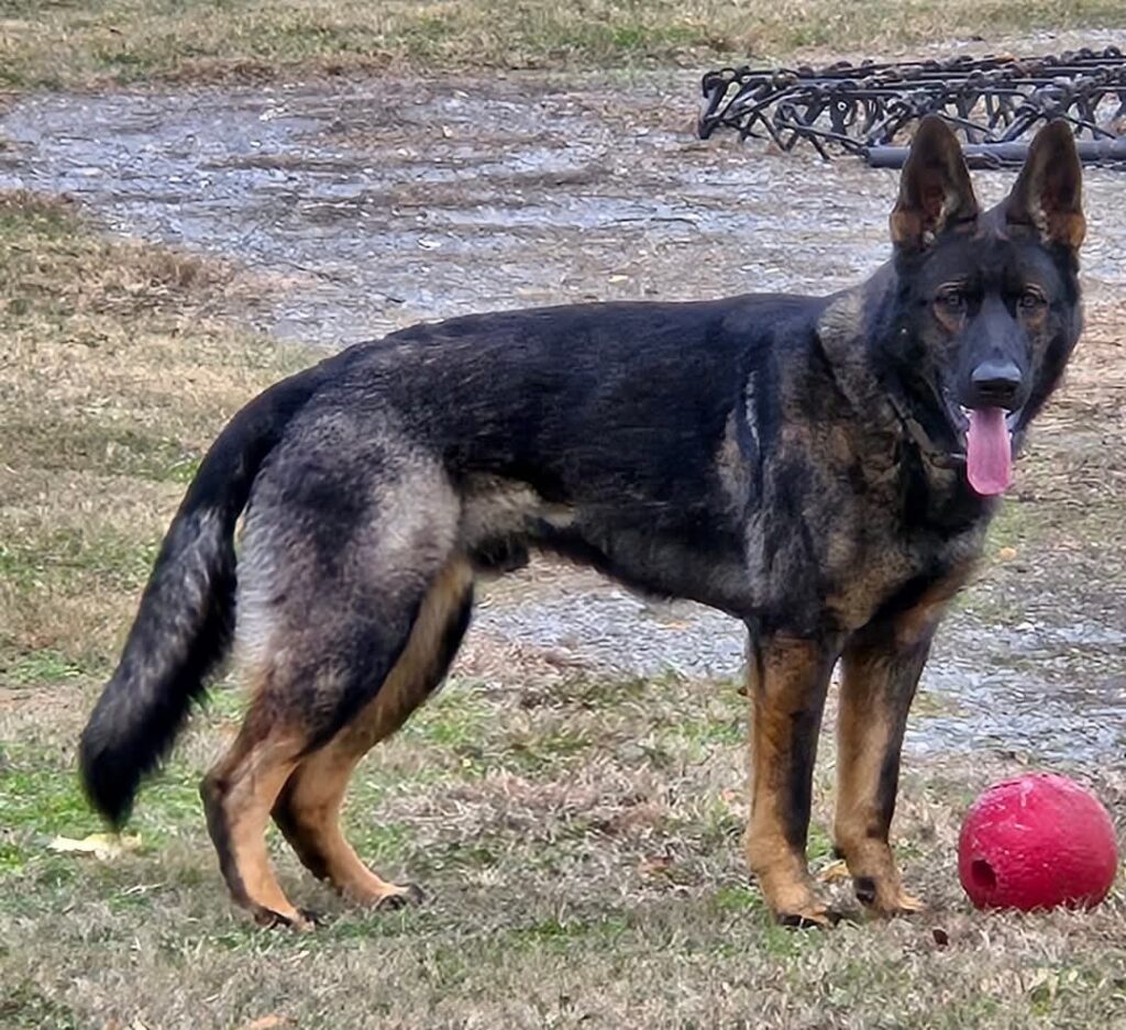 DDR/GERMAN SHEPHERD PUPPIES AVAILABLE | JustK9s